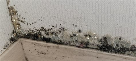 블라인드 부동산 방 안 결로현상으로 인한 곰팡이 혐