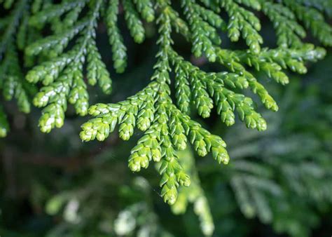 7 Evergreen Trees That Grow In Shade 🌳 🌲 Top Choices For Dimly Lit