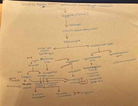 Using The Previously Developed Embryonic Development