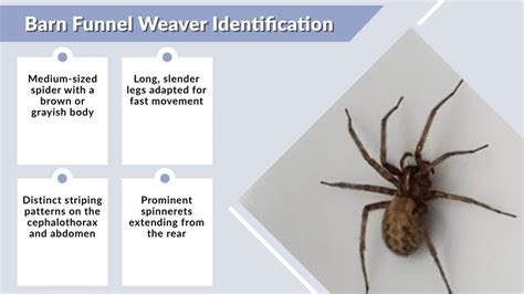 Barn Funnel Weaver Identification Bite And Facts