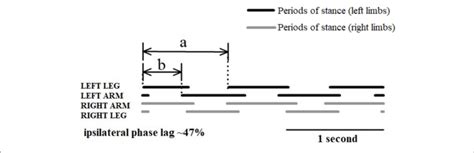 Schematic Diagram Of Interlimb Coordination During Crawling