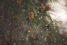 Rain Drops Tree Branches Free Stock Photo Public Domain Pictures