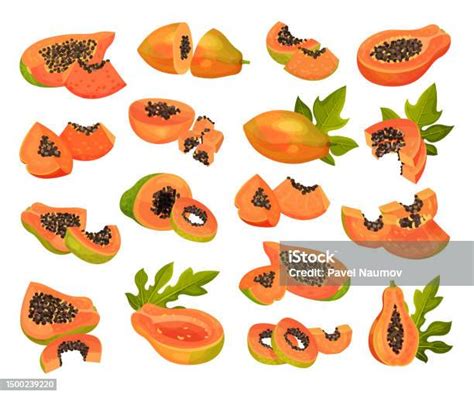 오렌지 과육과 검은 씨앗을 곁들인 잘 익은 파파야 과일 빅 벡터 세트 파파야에 대한 스톡 벡터 아트 및 기타 이미지 파파야 과일 0명 Istock