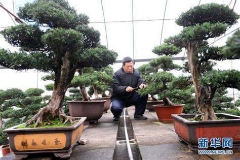 江蘇如皋花卉產業助農增收 每日頭條