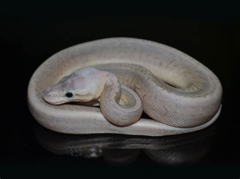 Morph List World Of Ball Pythons