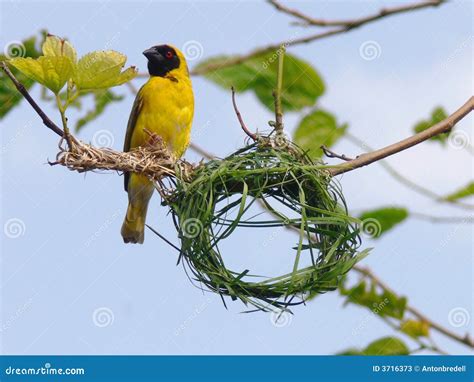 Bird Building Nest Stock Image Image Of South Animal 3716373