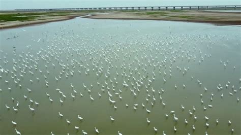 Chinas Yangtze River Sees Ecological Improvements Cgtn