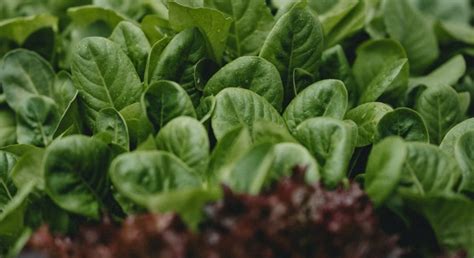 Us Uses Farmers Markets To Foster Ties At Bases In Japan Morning Ag Clips