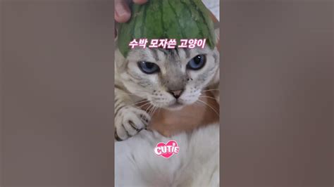 귀여운 고양이 수박모자 만들기 나훈아 기장갈매기 Youtube