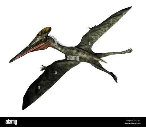 Pterodactylus Prehistoric Bird Flying Isolated On White Background