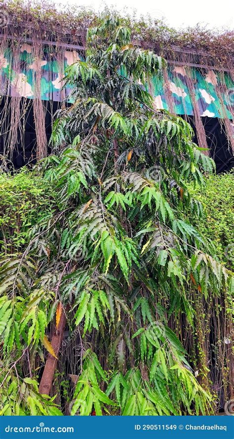 Tree On The Side Of The Factory Road Stock Image Image Of Factory