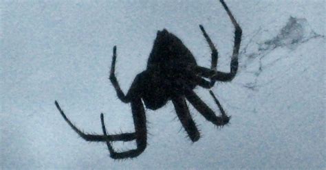 Meadow Muffin Gardens The Webby Weave Of The Spider