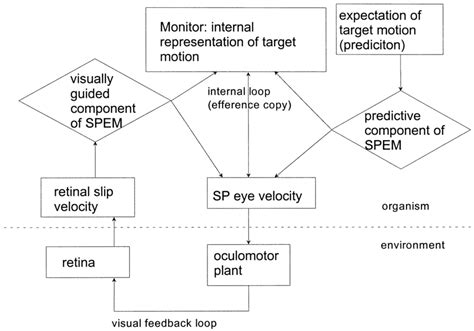 Scheme Of Internally Generated Predictive And Externally Triggered