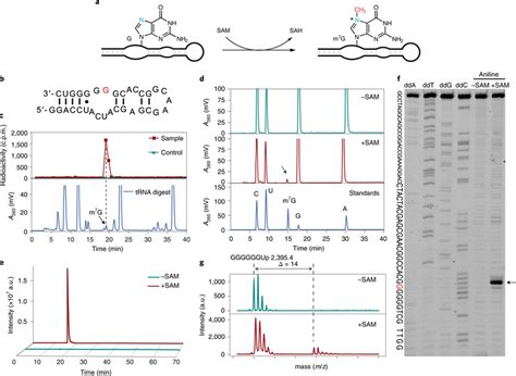 Detection Of M⁷g Methylation A Schematic Of Ribozyme Catalysed