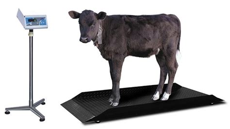 The Statistical Margin Of Error Evaluating The Polls Weighing The Cows 3 Quarks Daily