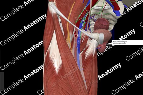 Adductor Longus Complete Anatomy