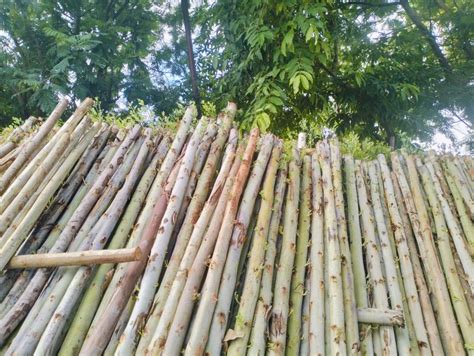 Rajesh Kumar Sahoo On Linkedin Recently I Sold Poles From My Plantations And I Found Good
