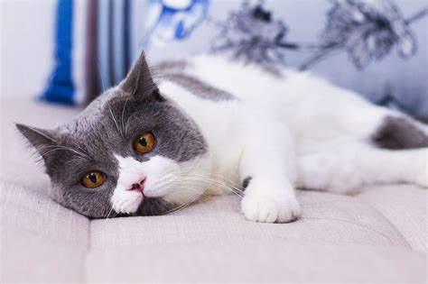 python编写SQL自动注入脚本 吟风芥尘 博客园