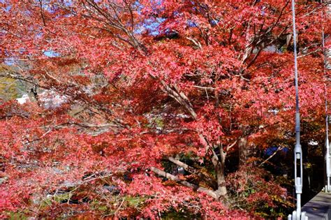 清流ガーデン澤乃井園 ダブワンホビー