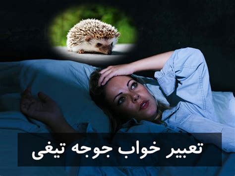 تعبیر خواب جوجه تیغی دیدن خارپشت در خواب نشانه چیست؟از نظر معبرین مختلف