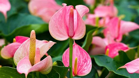Anthurium Cultivation
