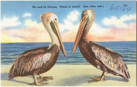 Which Programming Language Is Better R Scala Or Python Dev Community