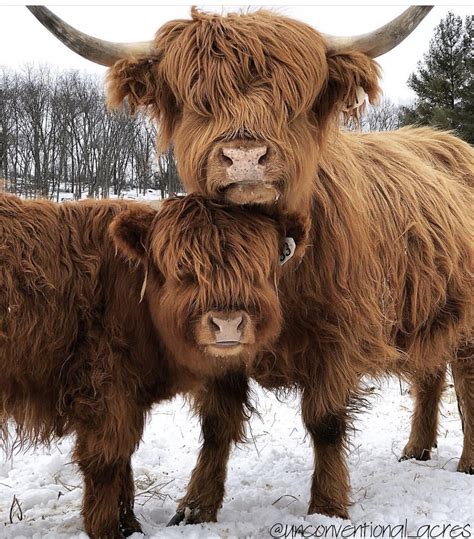 Fluffy Highland Cows And Their Calves The Cutest Cattles In The