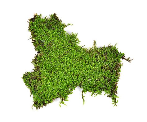 Moss Isolated On White Bakground White Bryophyte Floral Plant Png