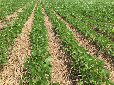 Video Using The Roller Crimper System With Early Planted Emerged Soybean Integrated Pest And