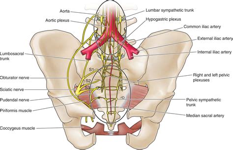 Superior And Inferior Hypogastric Plexus Blocks Anesthesia Key