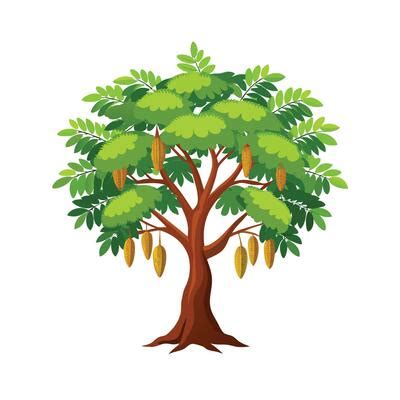 Cocoa Tree Vector Art Icons And Graphics For Free Download