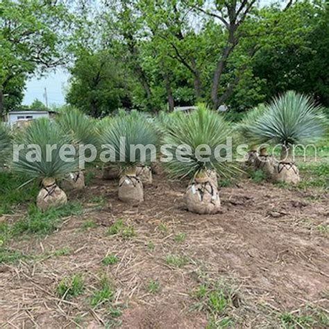Yucca Rostrata Gray Green Acheter Des Graines Sur