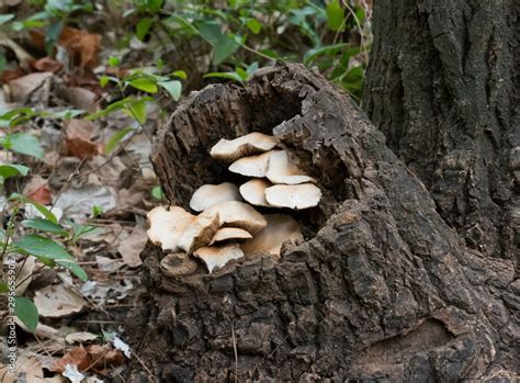 Fungi In Tree Stump Stock Photo Adobe Stock