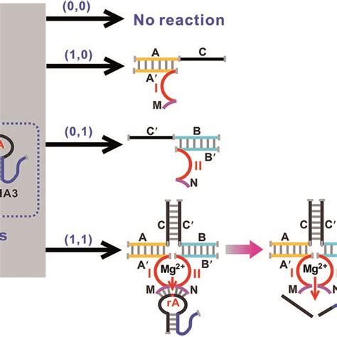 Schematic Representation Of The Or Logic Gate That Consists Of The