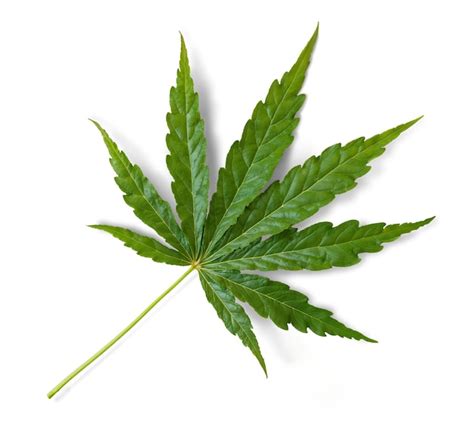 Premium Psd Weed Leaf Isolated