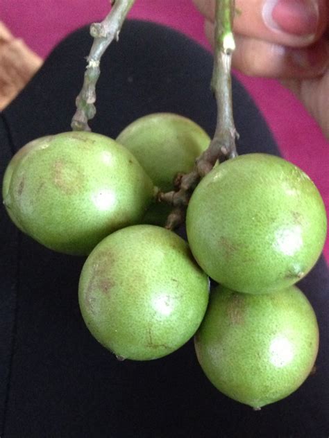 Genip Jamaican Fruit Caribbean Fruit