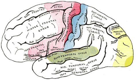 Somatosensorischer Cortex Wikipedia
