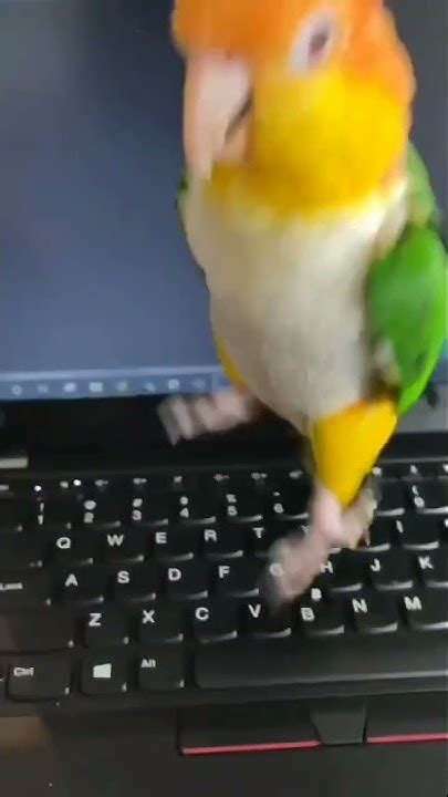 Shorts Coding Programing Youtube