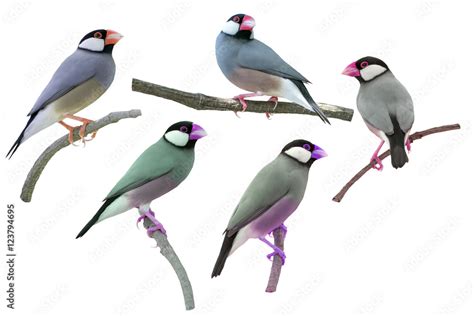 Beautiful Bird Bird Java Sparrow Isolated On White Background Stock Photo Adobe Stock