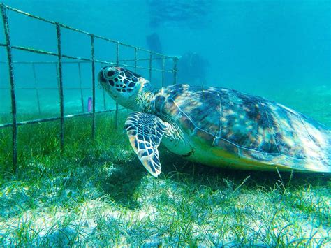 Seagrass Ecology Lab Seagrassecology Twitter