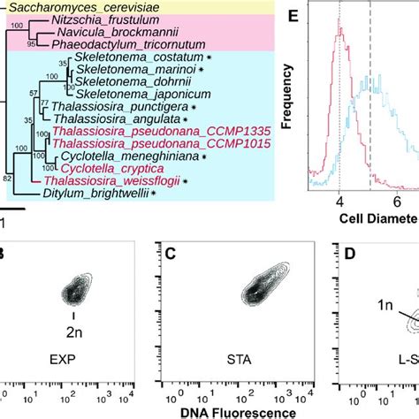 The Life Cycle Of A Centric Diatom The Average Cell Size Of A