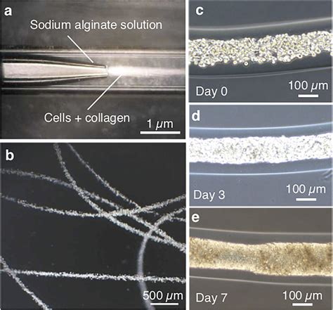 Generation Of The Microfiber Shaped Tissue A A Core Stream