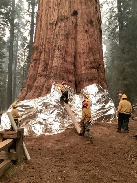The General Sherman Tree Sequoia And Kings Canyon National Parks Us