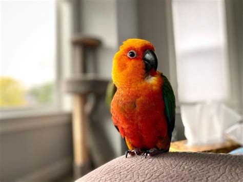 Jenday Conure Learn About Nature