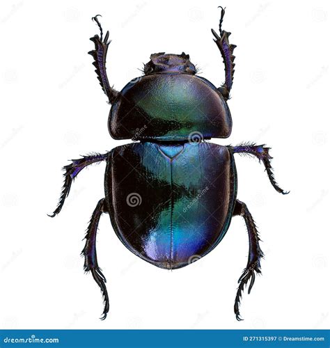 Scarab Beetles Isolated Stock Image Image Of Scarab 271315397
