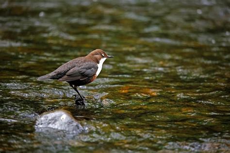 Premium Photo Eurasian Dipper Searching For Food In The River