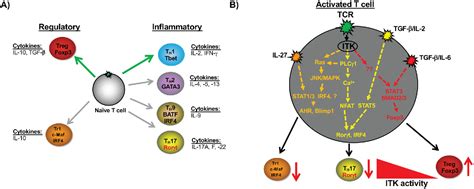 Figure 1 From Tuning T Helper Cell Differentiation By Itk Semantic Scholar