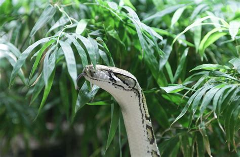 Rennes à La Recherche Dun Python Royal échappé Dun Appartement