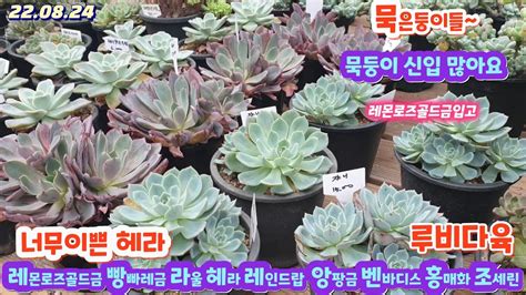 루비다육2탄묵둥이레몬로즈골드금빵파레금링구아스헤라레인드랍홍미인홍매화조세린러우금앙팡금라울아악무백봉택배010 5895 1110 Youtube