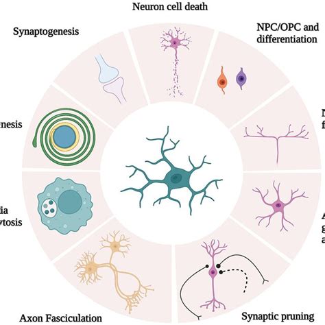 Figure E Schematic Illustration Of Microglia Function Microglia Are